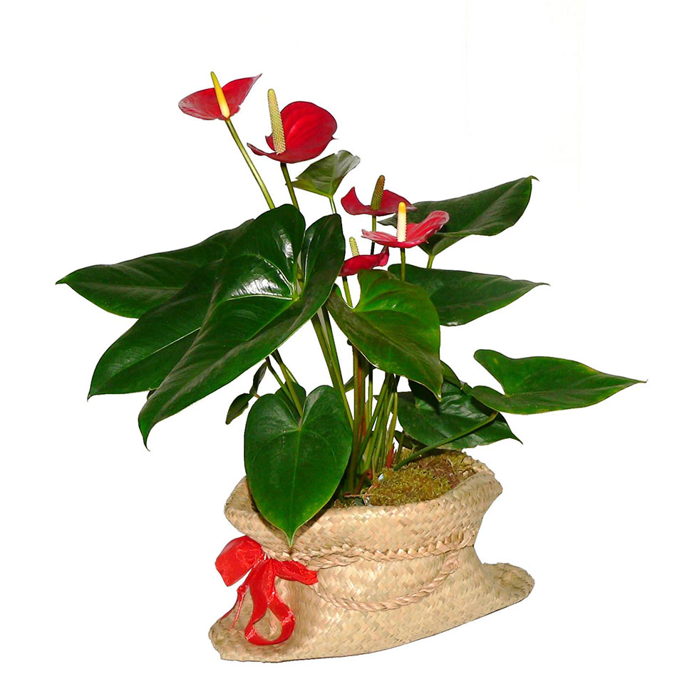 Anthurium plant | Putts Green Florist Kerikeri